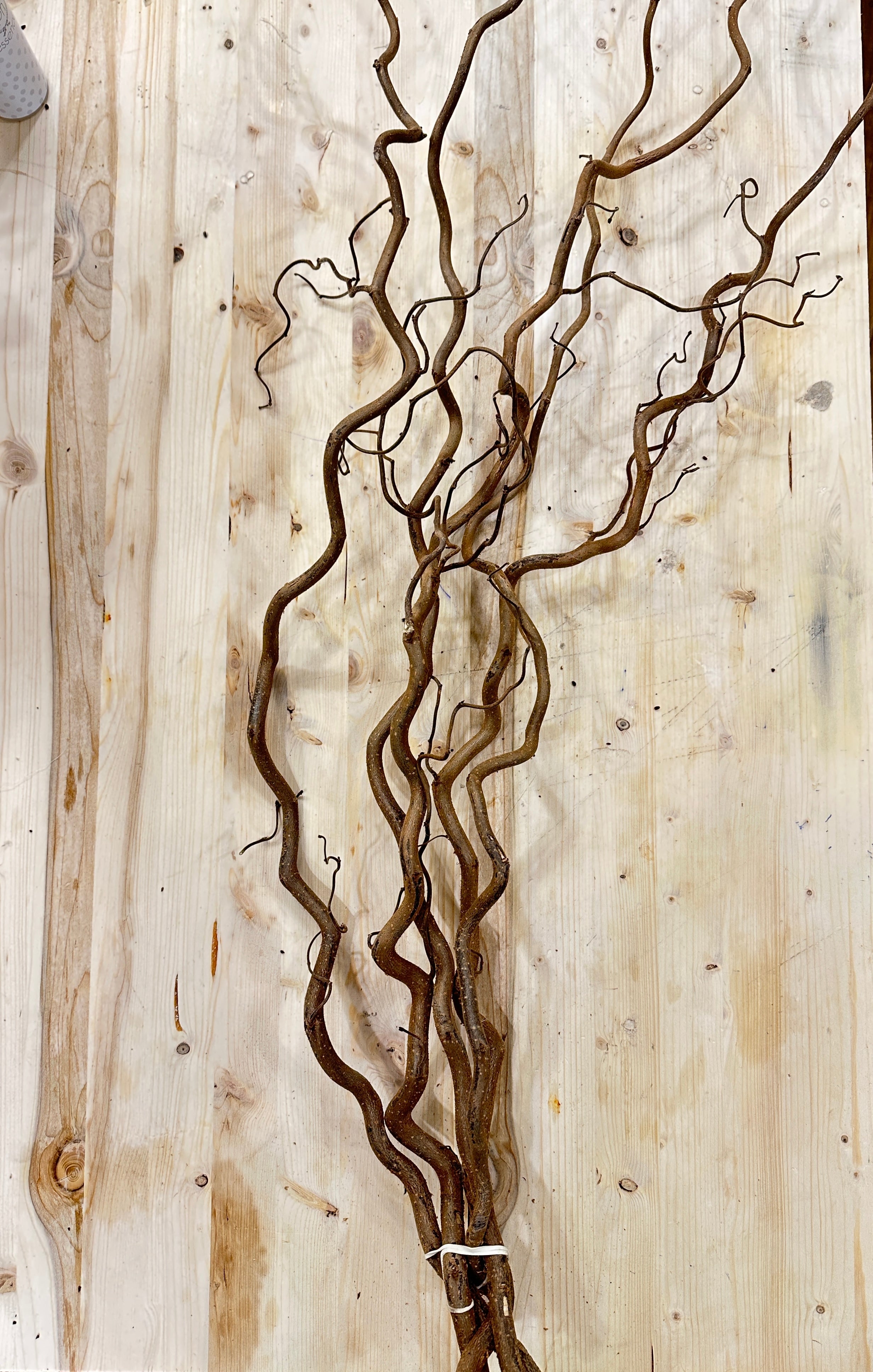 RAMO NOCCIOLO CONTORTO (fascio da 5 rami)